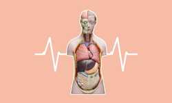 Physiology Course | Online Physiology Classes | upskillist